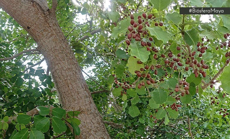 El tan odiado y mal comprendido Chechem - EstamosAquí MX