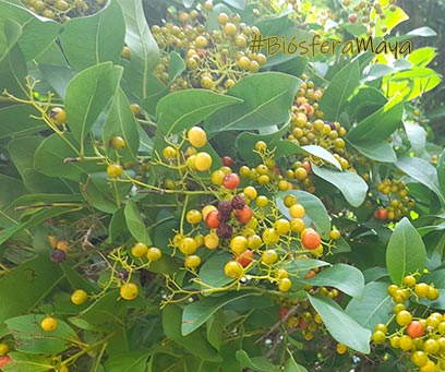 El Roble o Beek - EstamosAquí MX