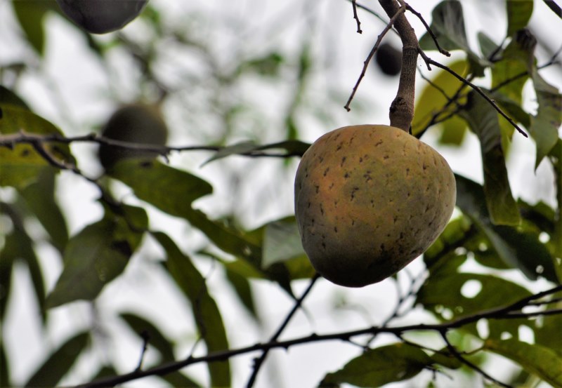 La anona roja - EstamosAquí MX