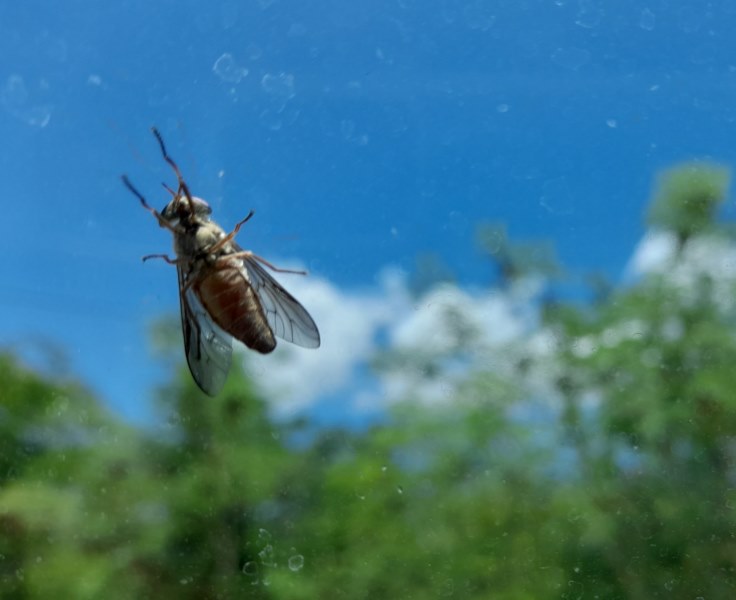 Los tábanos - EstamosAquí MX